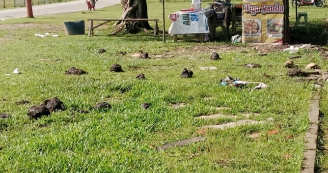 LPPNRI Kampar : Dikawasan Candi Muara Takus Banyak Tahi Kerbau – Lintas ...